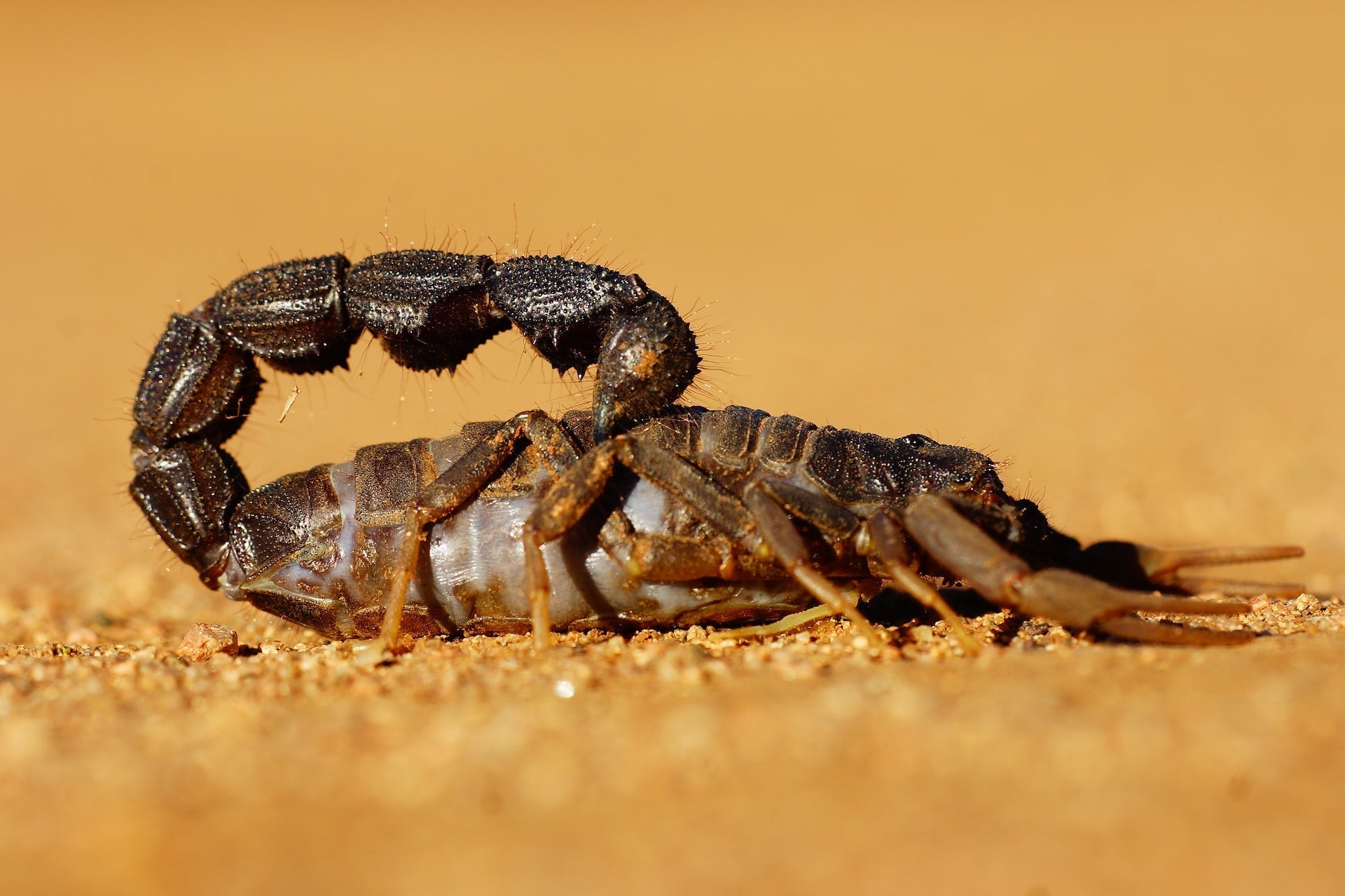 Scorpion Care Products & Live Feeders | MorphMarket