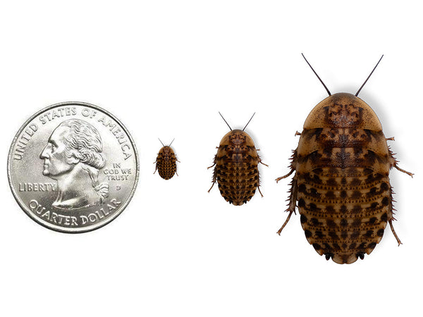 Shop All - Premium Feeder Insects & Pet Products | MorphMarket