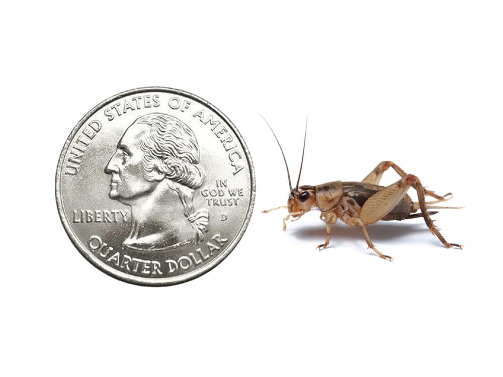 Crickets Free Shipping – Feeder Insects | MorphMarket