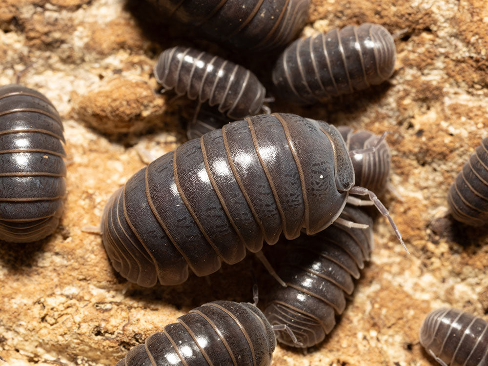 Sicily Locale Isopods (Armadillo officinalis) - 10 Count for Sale