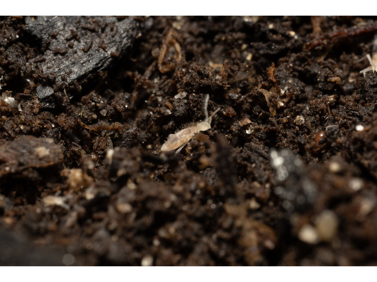 Springtails for Reptile Care | Bioactive Terrarium Support