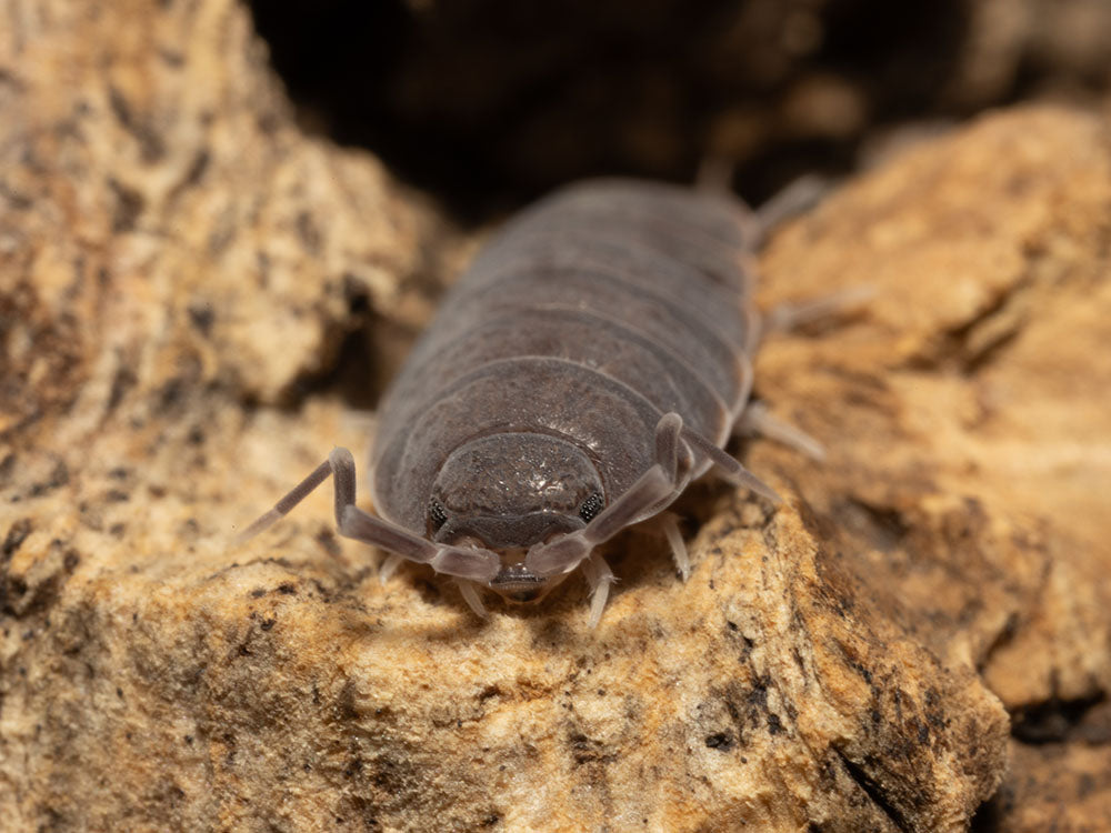 "Powder Blue" Isopods (Porcellionides pruinosus) - 10 Count for Sale